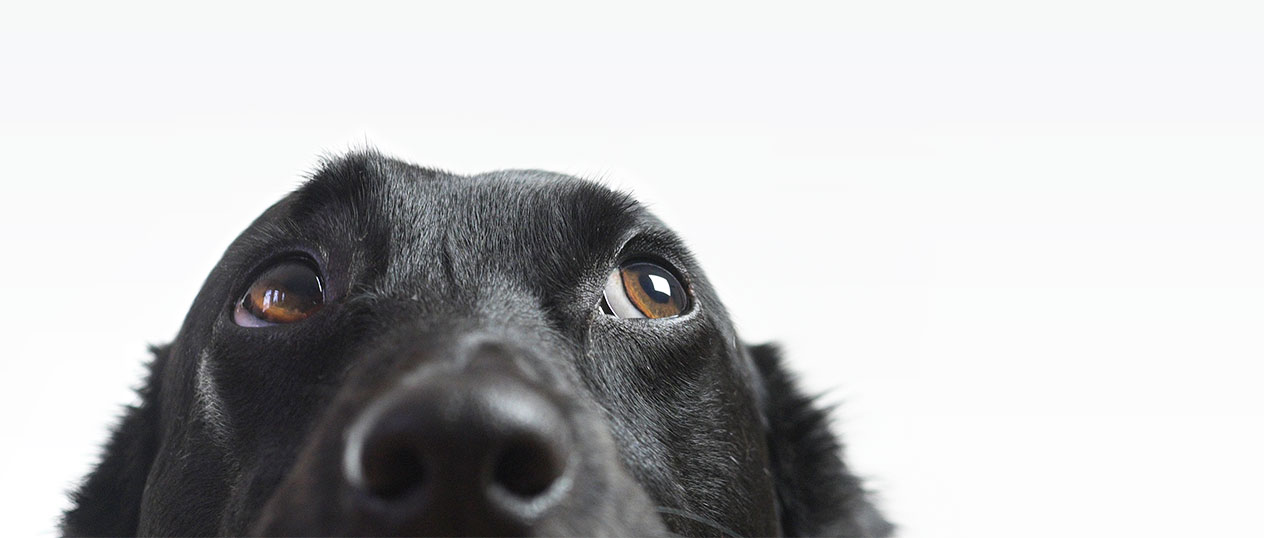 Pet Friendly House Tips Best Home Features For Pets Cardinal Financial